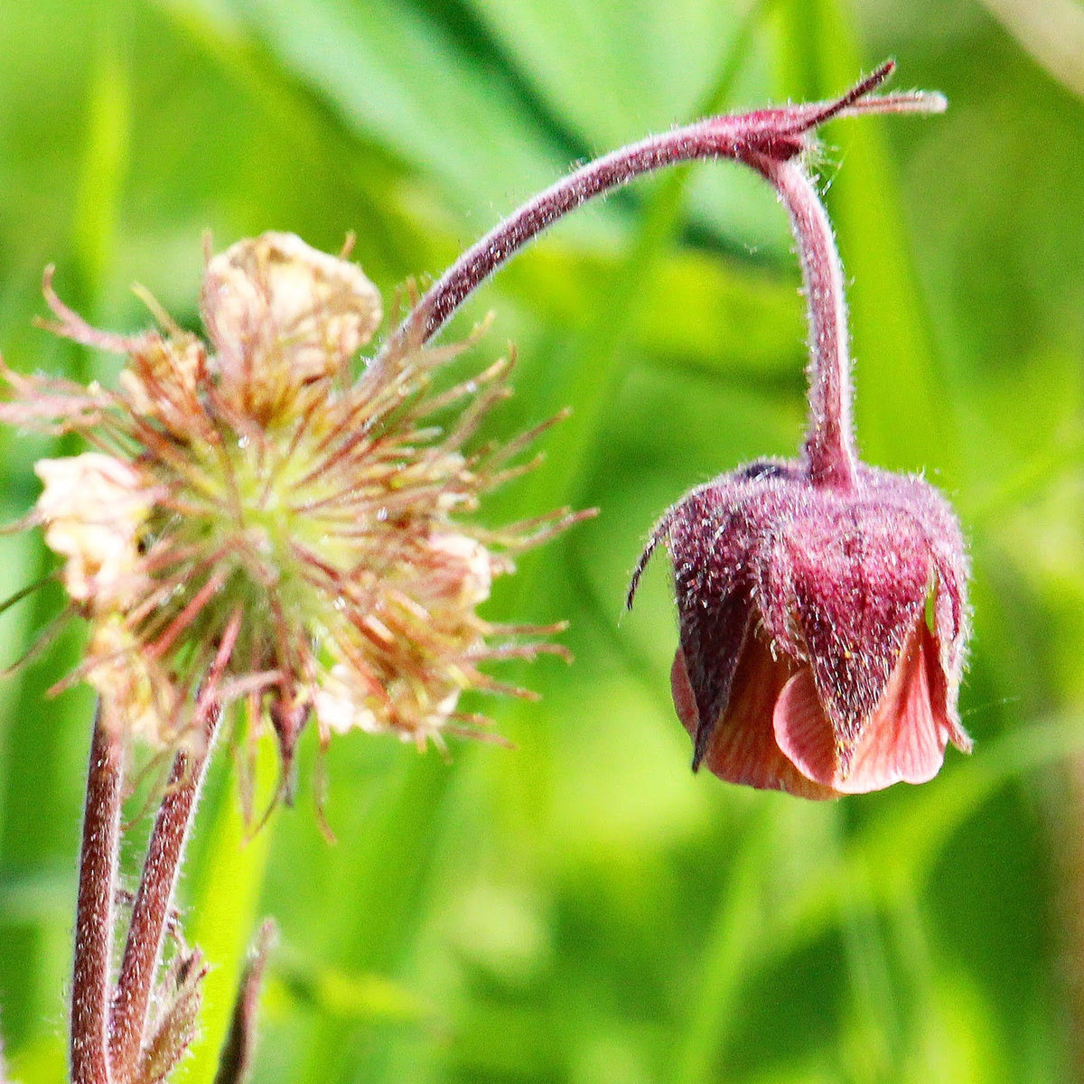Water avens | Geum rivale | British Pond Plants