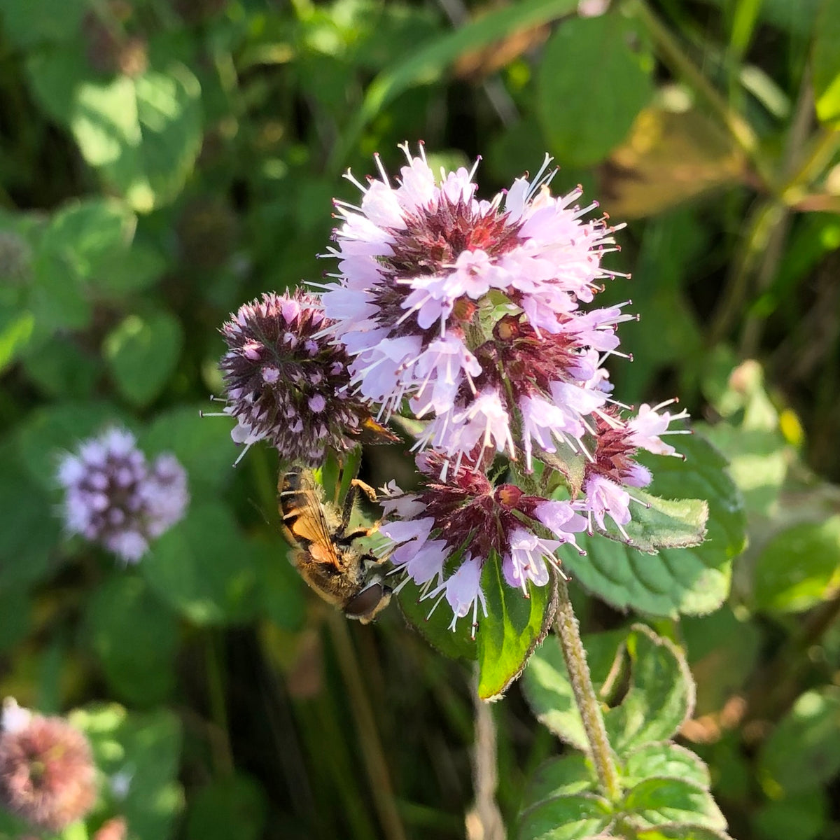 Water mint | Mentha aquatica | British Pond Plants